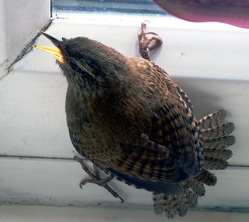 Tiny Birds and Other Fragile Things – T. Elliott Brown